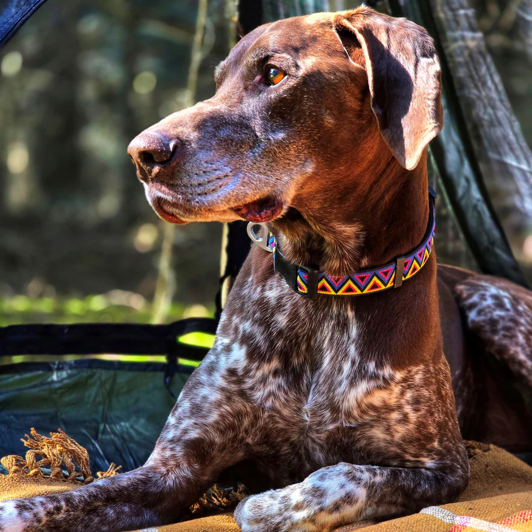 Go-Cee | Dog Collar | Cosmos – Perfectly Pawsome