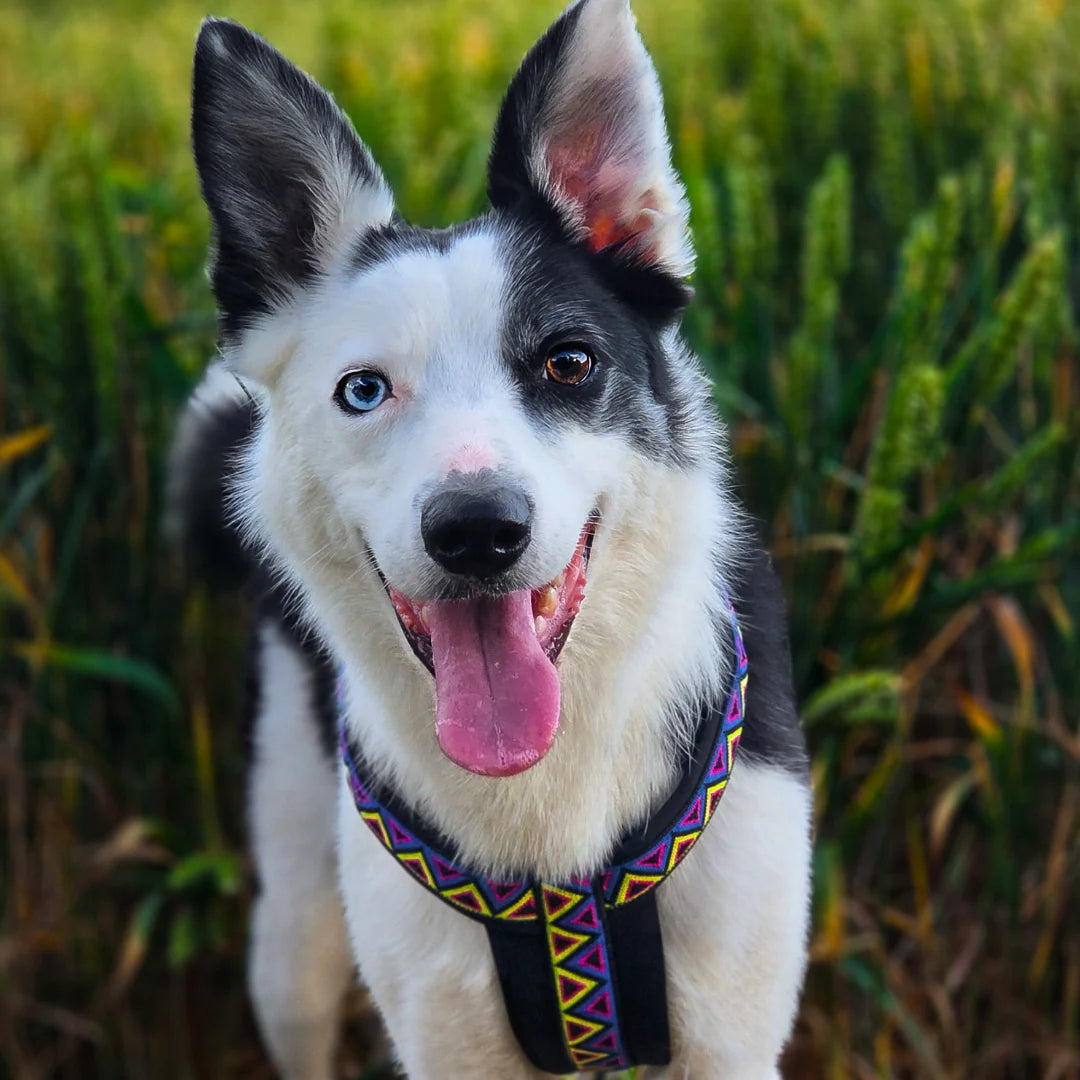 Go-Cee-Y | Dog Harness | Cosmos – Perfectly Pawsome