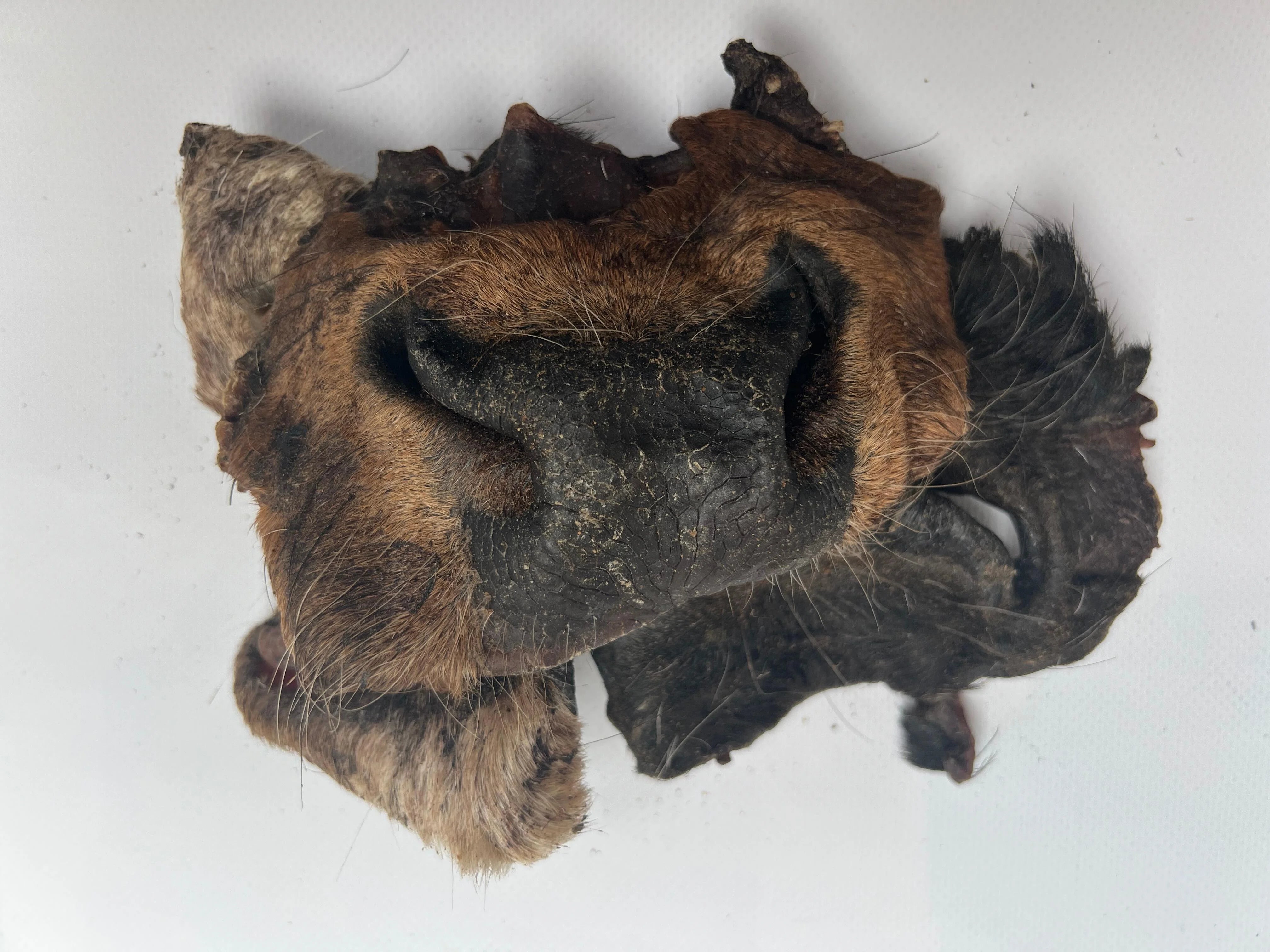 Beef Noses – Perfectly Pawsome